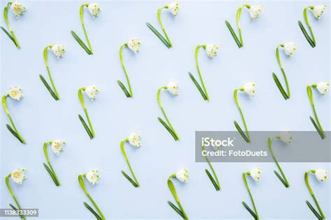 신선한 흰 눈이 밝은 파스텔 파란색 배경에 녹색 잎으로 떨어진다 봄의 첫 메신저 아름 다운 꽃 패턴입니다 평면도 갈란투스에 대한 스톡 사진 및 기타 이미지 Istock
