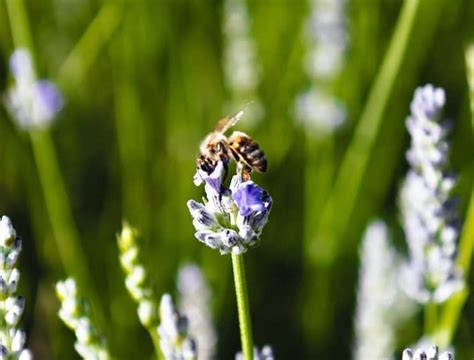Digger Bees Unearthing Their Traits And Characteristics Beekeeping 101