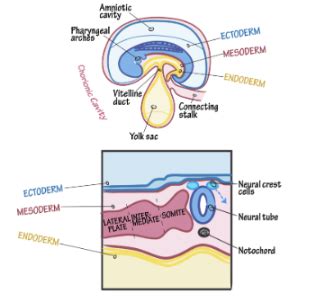 HAPIA Module Lecture The Nucleus DNA Flashcards Quizlet