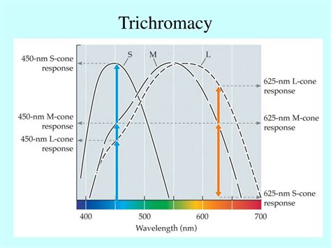 Ppt Exploring The Visual Sensory System Light Wavelengths And Human