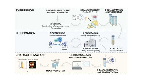 Schematic Workflow Showing The Methodology Employed For The