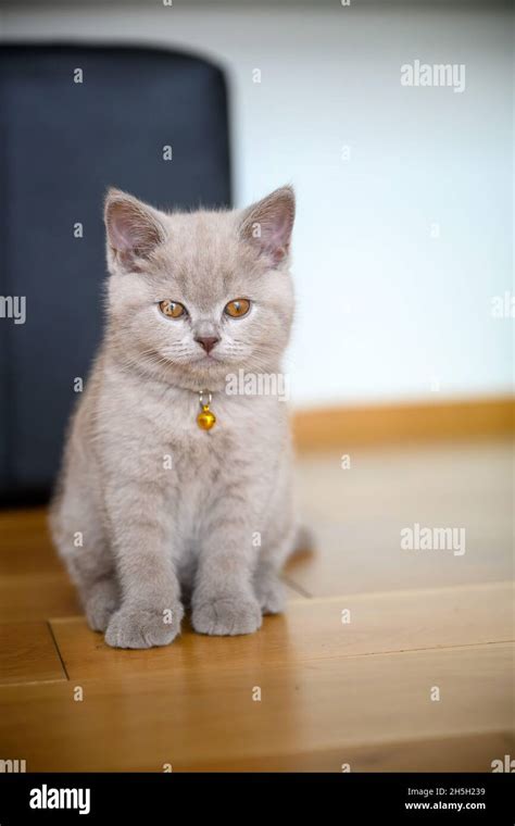 Lilac Colored British Shorthair Kitten On The Neck There Is A Golden