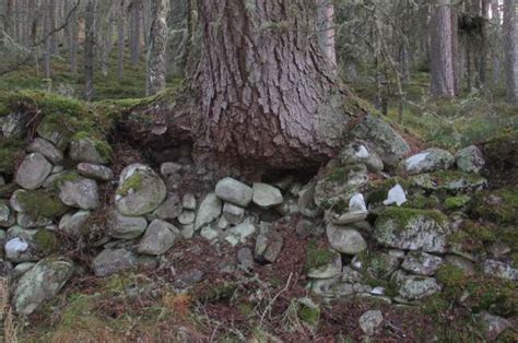Wonderful Wall Wildlife Part 1 Plants And Lichens