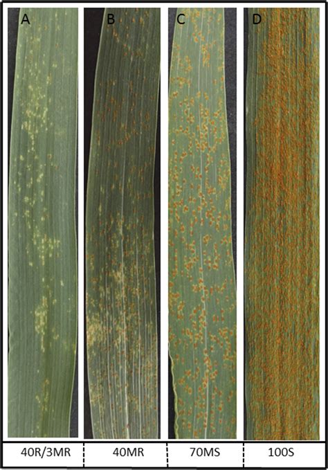 Quantitative Trait Loci Conferring Leaf Rust Resistance In Hexaploid Wheat Phytopathology®