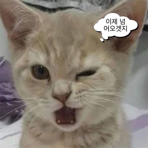 짤방에 있는 핀