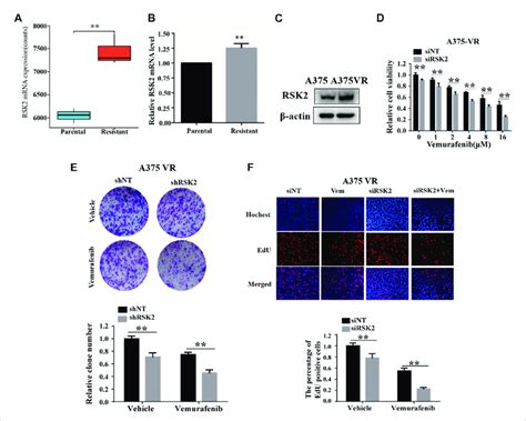 Rsk2 Promotes Melanoma Cell Vemurafenib Resistances A Rsk2 Mrna