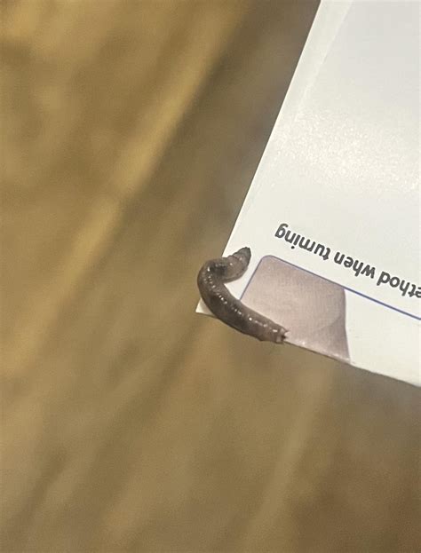 Identify The Worm R Bugidentification