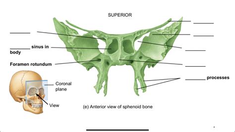 Diagram Of Sphenoid Bone Labelling Quizlet