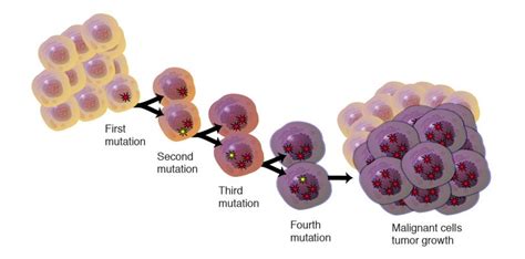 Mutations Are Genetic Errors Errors Are Degradative Bad Evolution