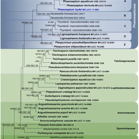 Raxml Tree Based On Analysis Of A Combined Dataset Of Lsu Ssu Its And