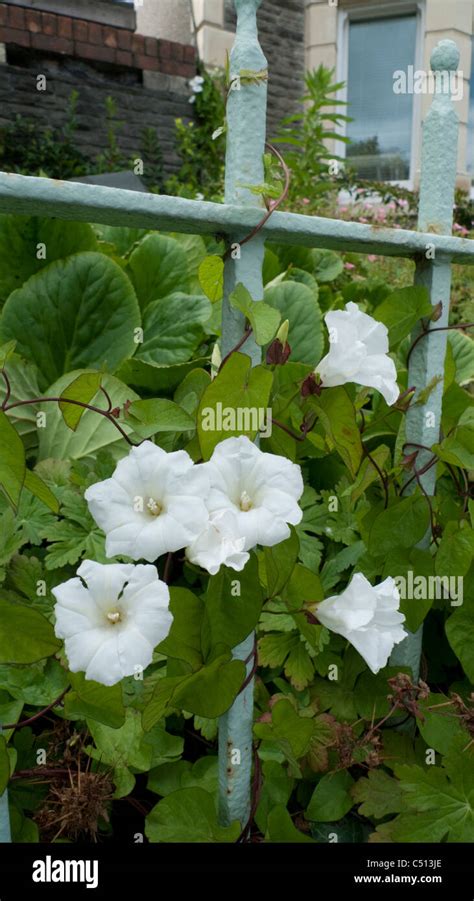 Bindweed Convolvulus Arvensis Twining Twisting Around A Railing In
