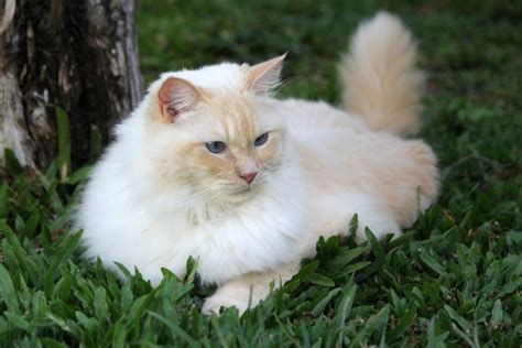 Why Cats Cant Be Considered Low Maintenance Vet Verified Reasons