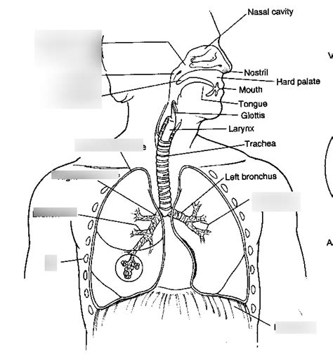 Bio Chapter 9 Diagram Quizlet