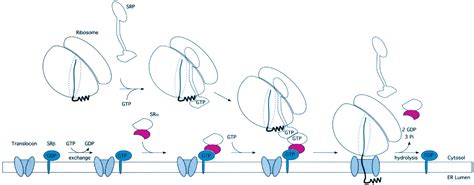 Structural Basis For The Function Of The β Subunit Of The Eukaryotic Signal Recognition Particle
