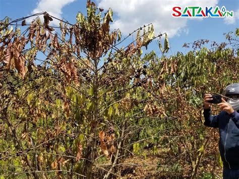 Root Rot Disease On Coffee Trees Potential Risks And Effective Solutions
