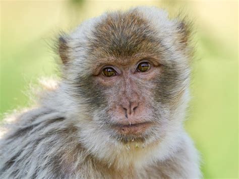 Premium Photo Barbary Macaque Macaca Sylvanus
