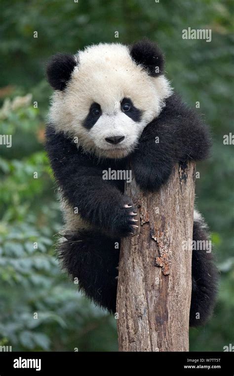 Newborn Panda Bear Cubs
