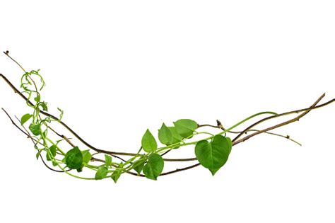 나선형 트위스트 정글 나무 가지 포도 나무 리아나 식물 흰색 배경에 고립 된 나무 포도의 뿌리 클리핑 경로 포함 Hd 이미지와 대해상도 벽지로 사용할 수 있습니다 0명에
