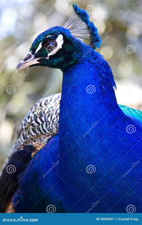Indian Peacock Starting To Display Its Train Stock Image