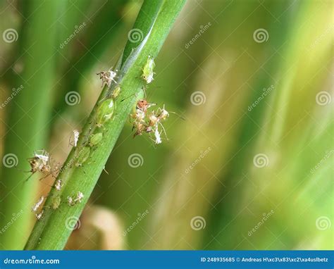 Acyrthosiphon Pisum Commonly Known As The Pea Aphid Or As The Green