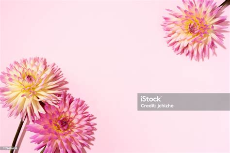 파스텔 핑크 배경 복사 공간을 통해 축제 꽃다발 맨 위 보기 노란색과 분홍색 달리아 꽃 창조적 인 인사말 카드 개념에 대한 스톡