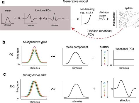 La Sintonía Neuronal Clave Del Cerebro Ineurociencias