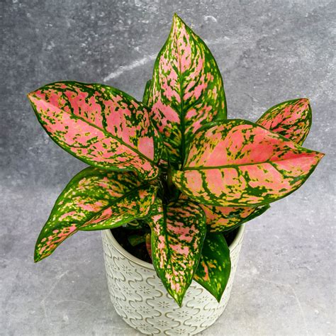 Aglaonema Ouro Vermelho