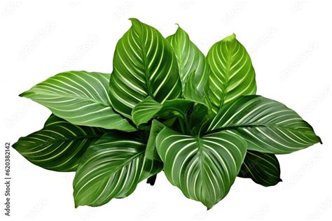 Calathea Leaves Tropical Foliage With An Exotic Appearance A Sizable