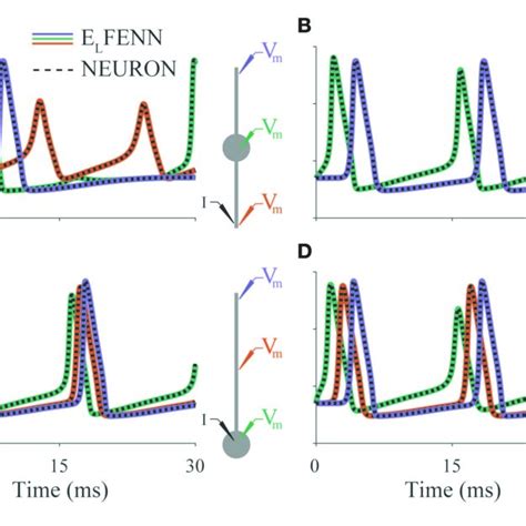 Ephaptic Coupling Between Model Neurons With Realistic Geometries