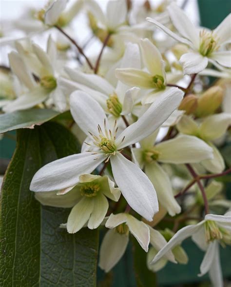Clematis Armandii Care Guide Pruning And Maintenance