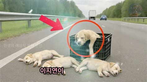 충격 주인이 고속도로에 버린 강아지 4마리… 구조팀의 감동적인 구출 순간을 확인하세요 Youtube