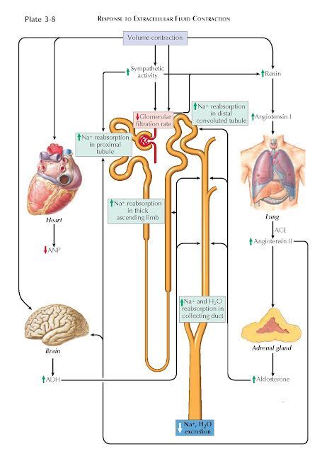 Response To Extracellular Fluid Contraction Renal Extracellular Fluid Excretory System