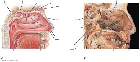 Upper Resp Diagram Quizlet