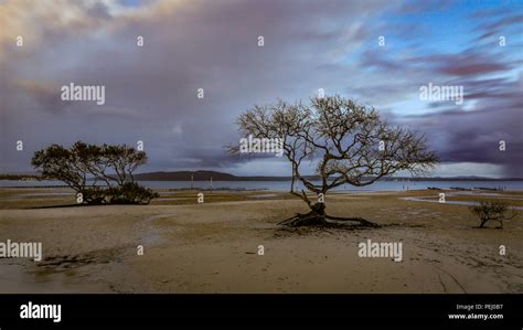 Tree With No Leaves Against Ocean And Cloudy Sky Stock Photo Alamy
