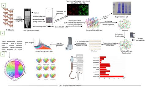 Experimental Design And Systematic Proteomics Methodology For The Download Scientific Diagram