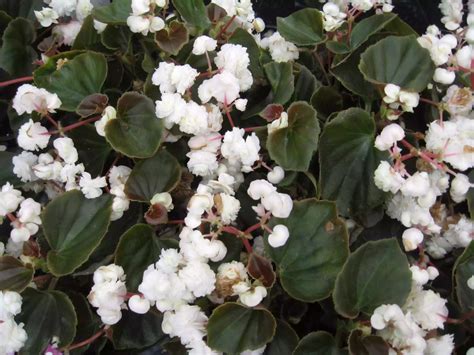 Begonias White Image Search Results Artofit