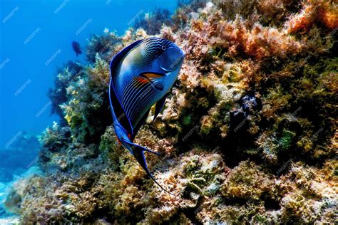 Premium Photo The Sohal Surgeonfish Sohal Tang Acanthurus Sohal