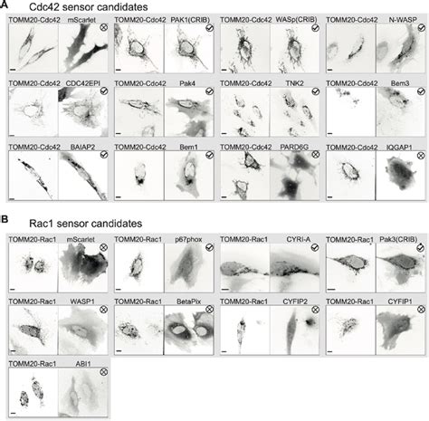 Initial Screen For Candidate Colocalization With Mitochondrial Tagged Download Scientific