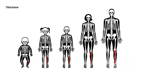 Tibia Bone Anatomy 1 By Pikovit Science Photo Library