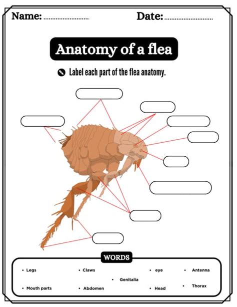 Flea Anatomy Body Part Of A Flea Labeling Diagram Worksheetwordsearch
