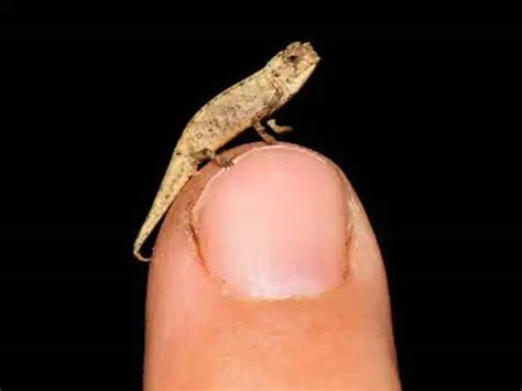 Nano Chameleon మడగాస్కర్‌ అడవుల్లో బుల్లి ఊసరవెల్లి Namasthe Telangana