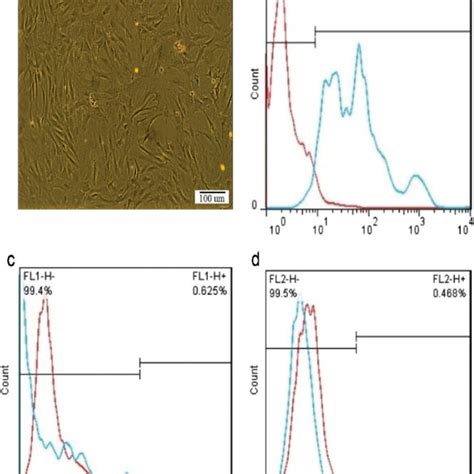 Mscs Characterization By Flow Cytometry A Phase Contrast Micrographs