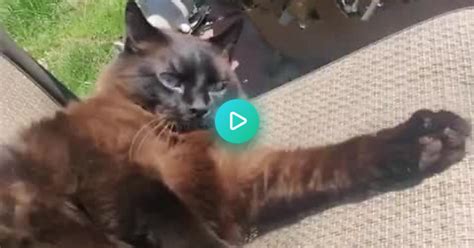 Muffins My Flubby Bb Album On Imgur