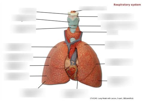 Lab Lungs Test 3 Diagram Quizlet