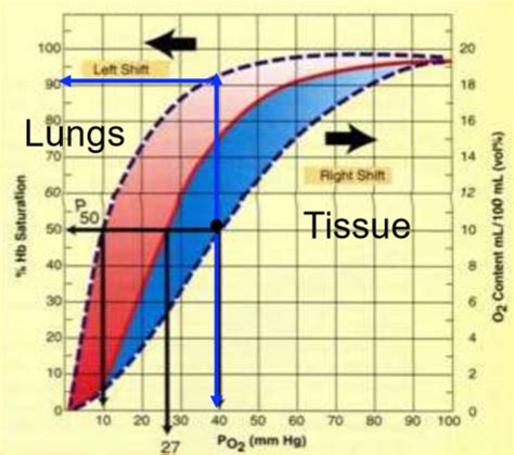 Regenerative Anemia Flashcards Quizlet