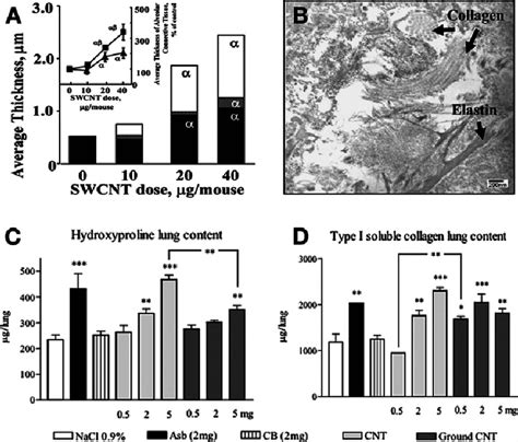 A Morphometric Measurement Of Connective And Cellular Tissues Of Download Scientific Diagram