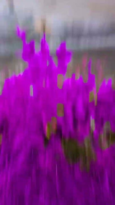 იასამნისფერი💜 Youtube