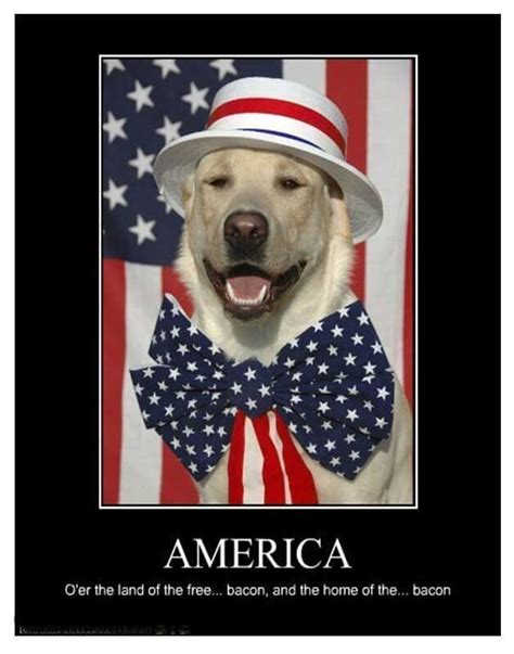 Funny 4th Of July Memes That Every American Can Laugh Patriotic Dog