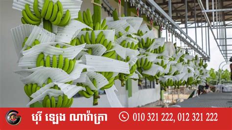 លោក ឌិត ទីណា ថា បារាំងនឹងនាំចេញផ្លែស្វាយនិងផ្លែចេកពីកម្ពុជានៅពេលខាងមុខ