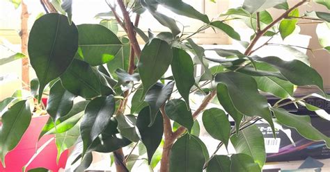 Bad Bonsai Ficus Benjamina 3 Progression